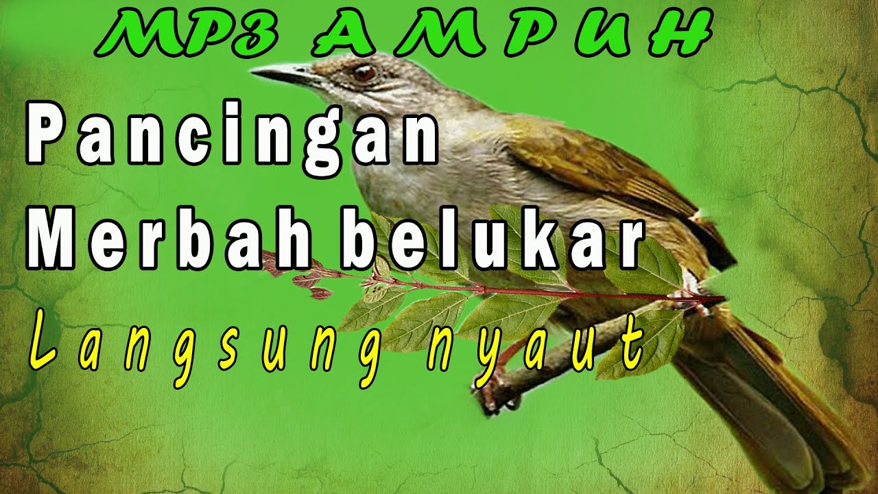 suara burung merbah belukar,untuk pikat dan masteran ampuh Pycnonotus ...