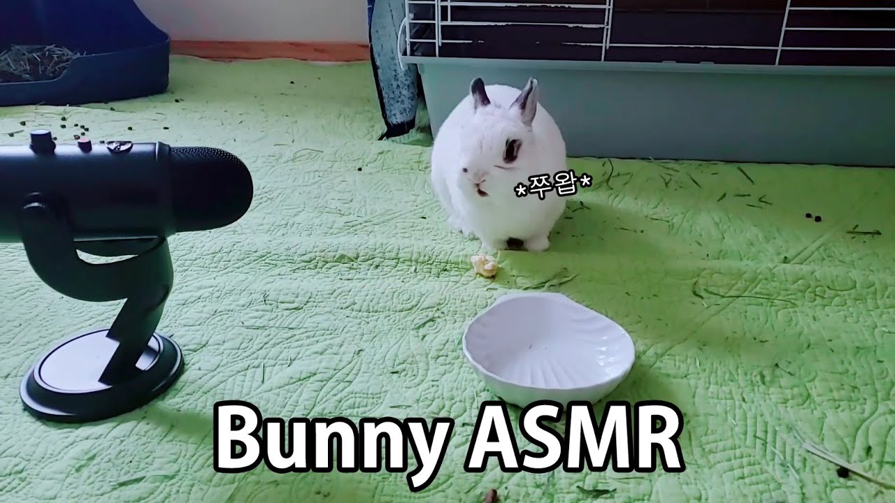 몰랑이 바나나 먹방 Asmr Bunny Banana Asmr Youtube