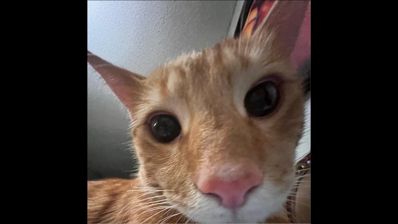 Contemplating - YouTube