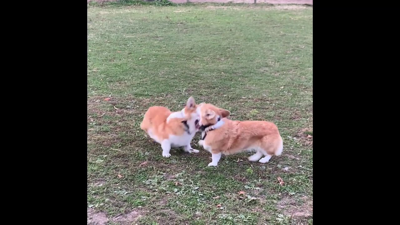 10-11-2020 Corgi Farm Dogs - YouTube