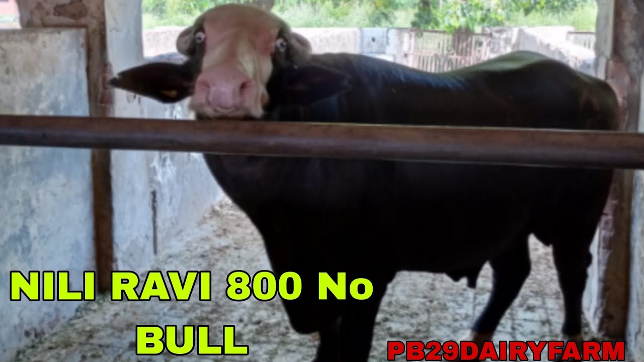 nili ravi bull no 800#cirbnabha#niliravilover - YouTube