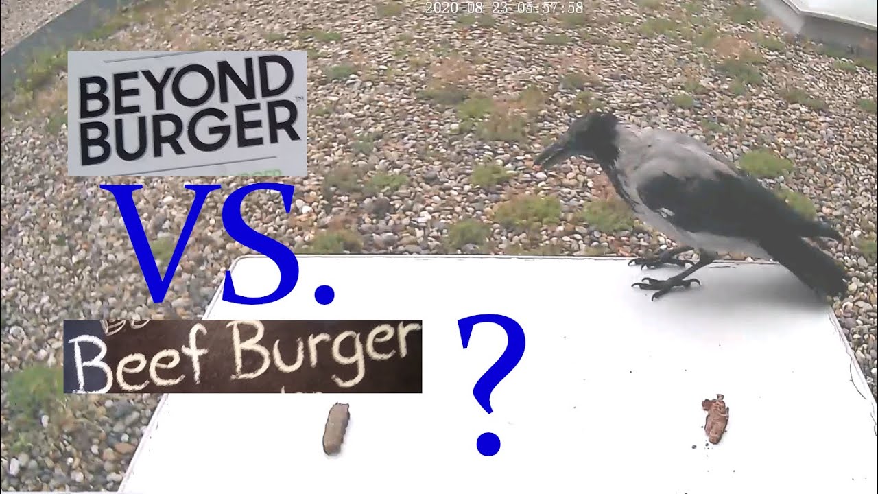 the beyond burger vs. the classic beef burger [FUNNY ANIMALS] | 2020 ...