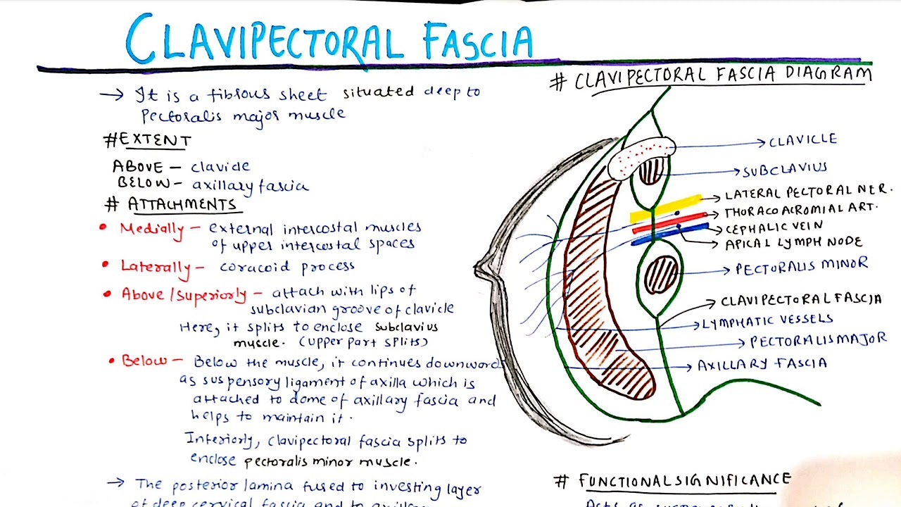 Clavipectoral Fascia