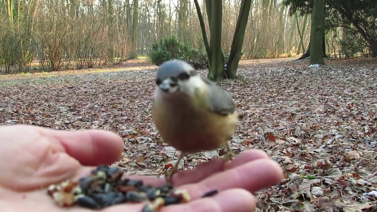 Squirrels on my hand / wiewiórki /szalony poranek 5.12.2019 - YouTube