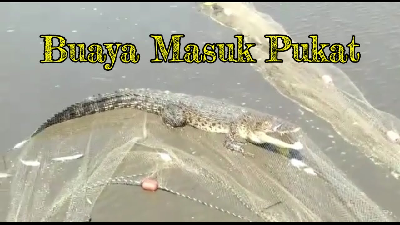BUAYA MASUK PUKAT NELAYAN , PANTAI ARU SIPITANG SABAH#buaya # ...