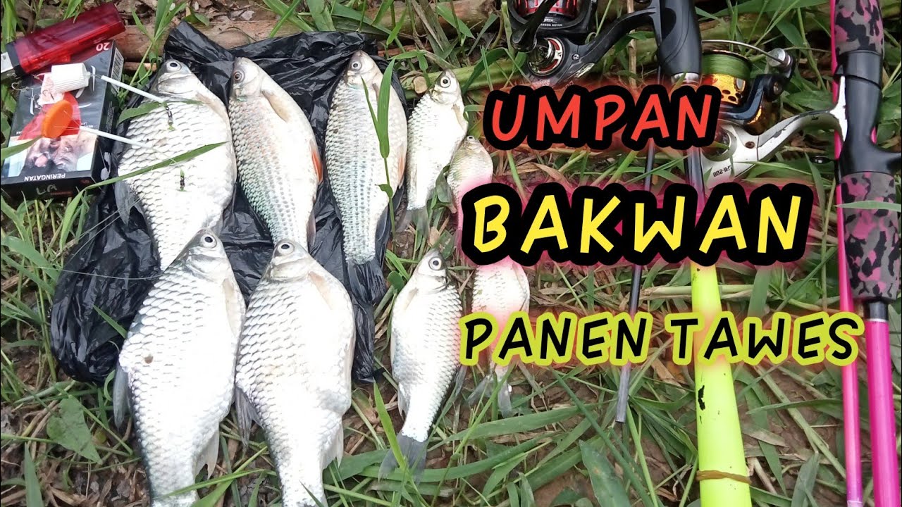 Mancing Ikan Tawes Umpan Bakwan - YouTube