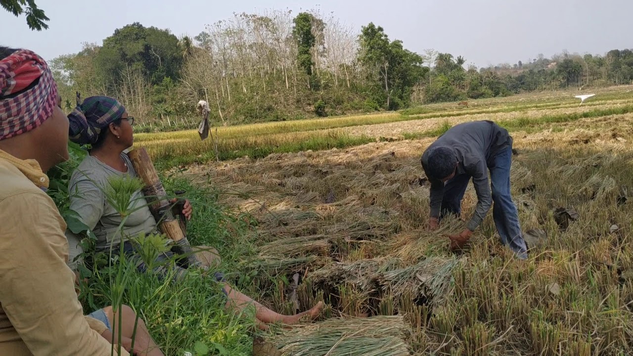 Tribal Chakma people work in a field - YouTube