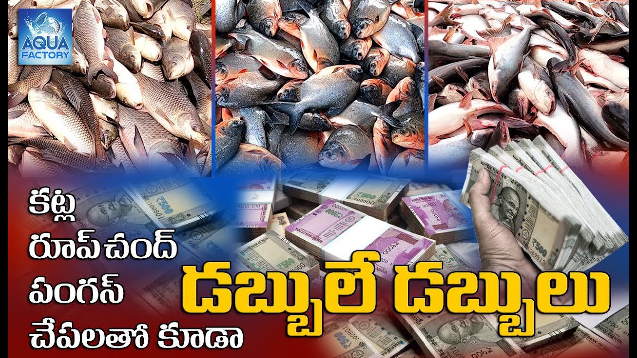 Fish Farming in Andhra pradesh | Catla Rupchanda Pangas fish farming in ...