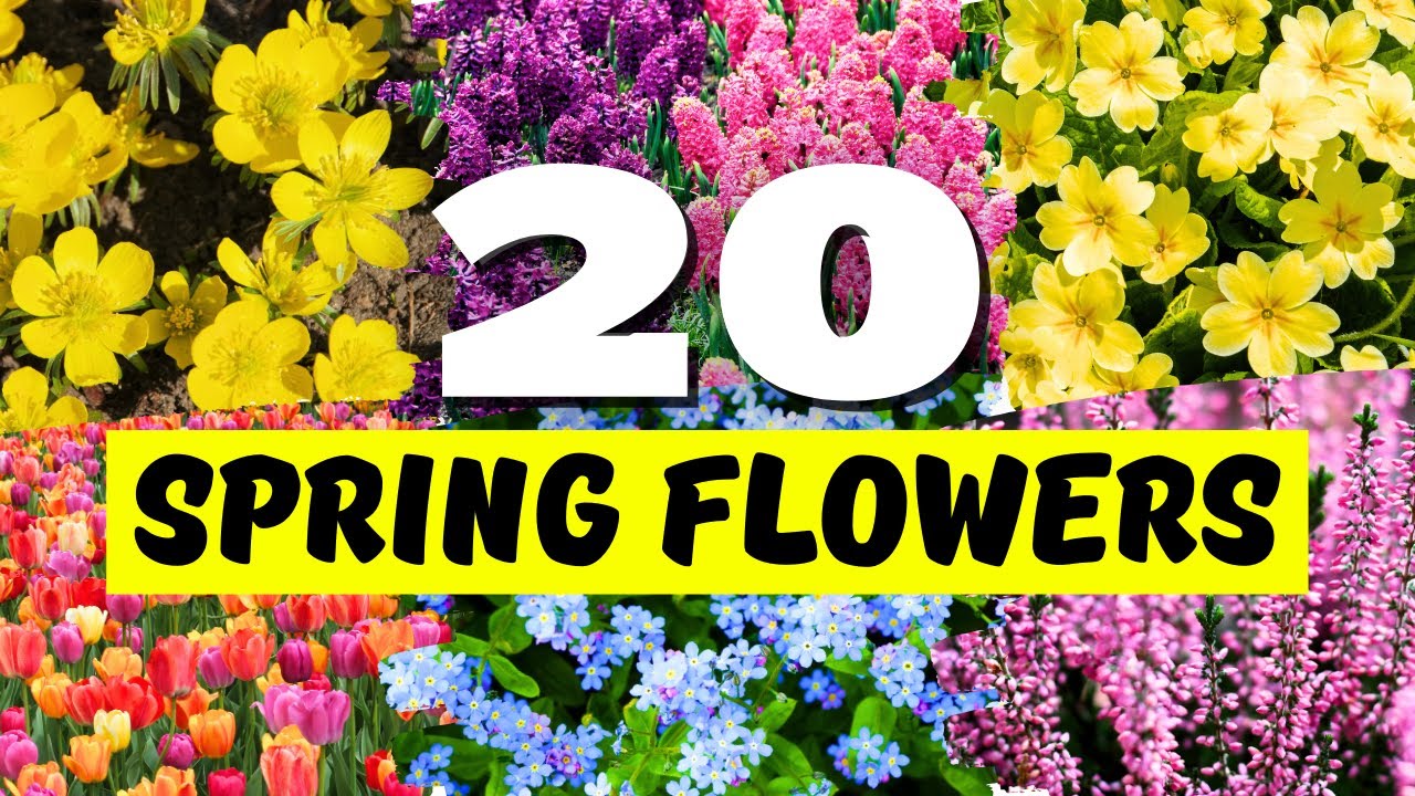 The 20 Best Spring Flowers for a Colorful, Blooming Yard - YouTube