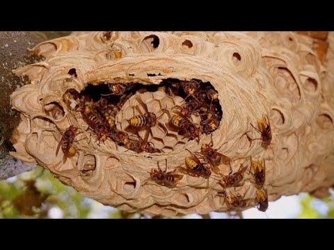 យកសំបុកឪម៉ាល់ Destroy beehives. - YouTube