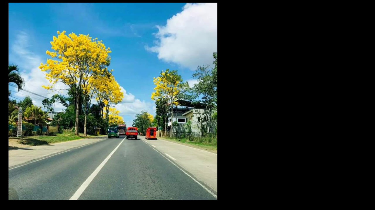 The Golden Trumpet Trees Of Bukidnon - YouTube