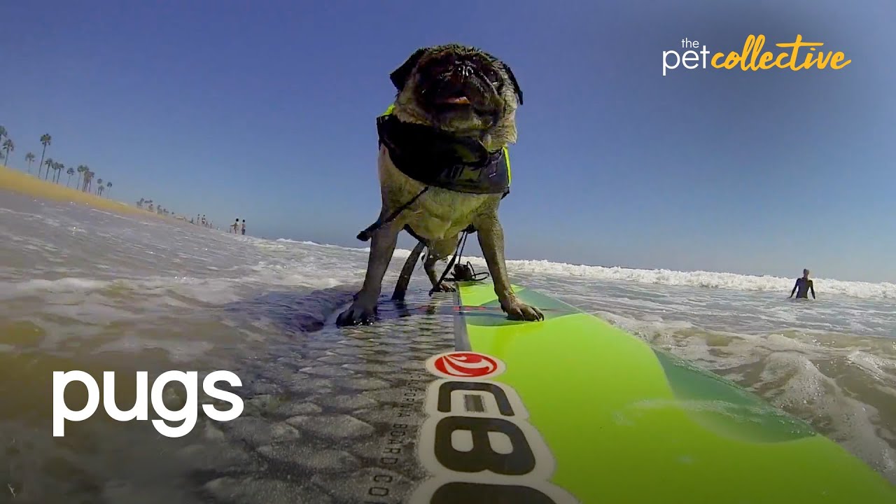 Practically Perfect Pugs - YouTube