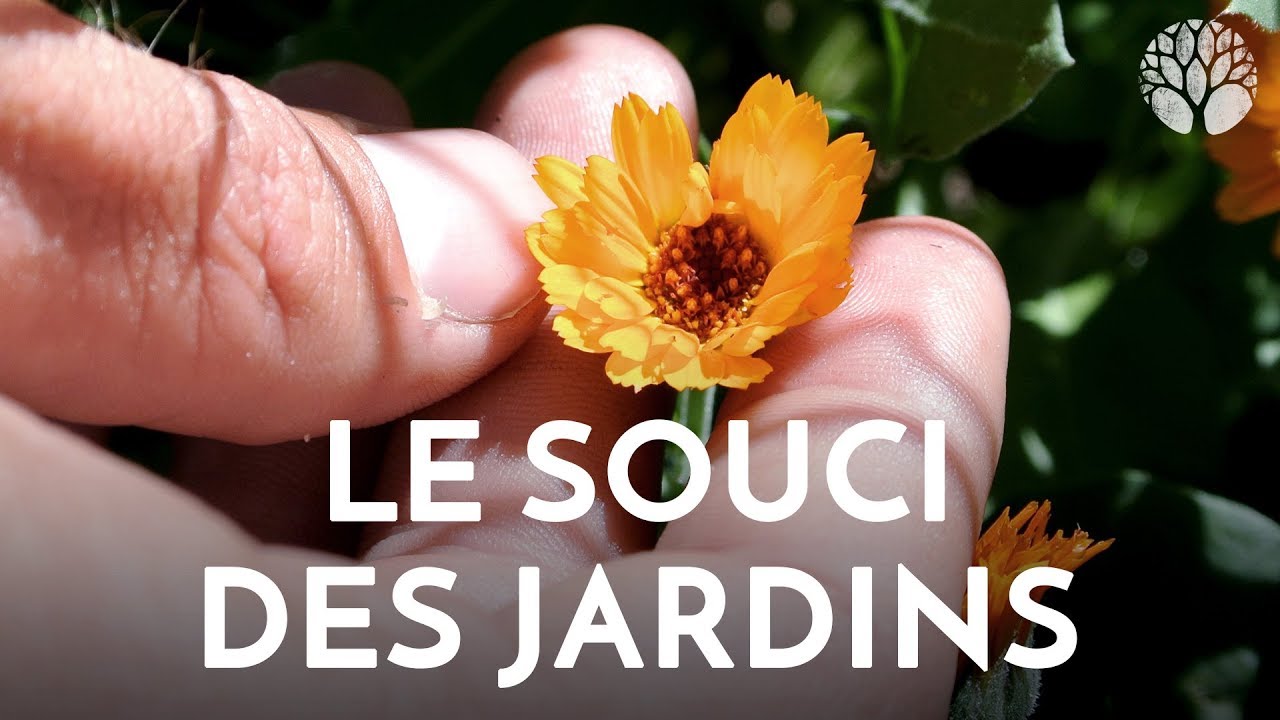 Le souci ou Calendula, la plante médicinale des vacances pour les coups ...