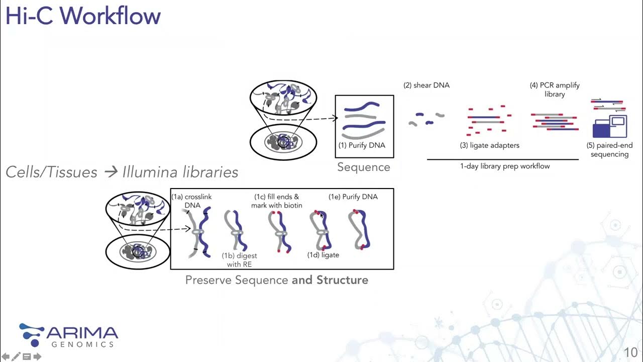 Arima-HiC: A simple and robust Hi-C workflow - YouTube