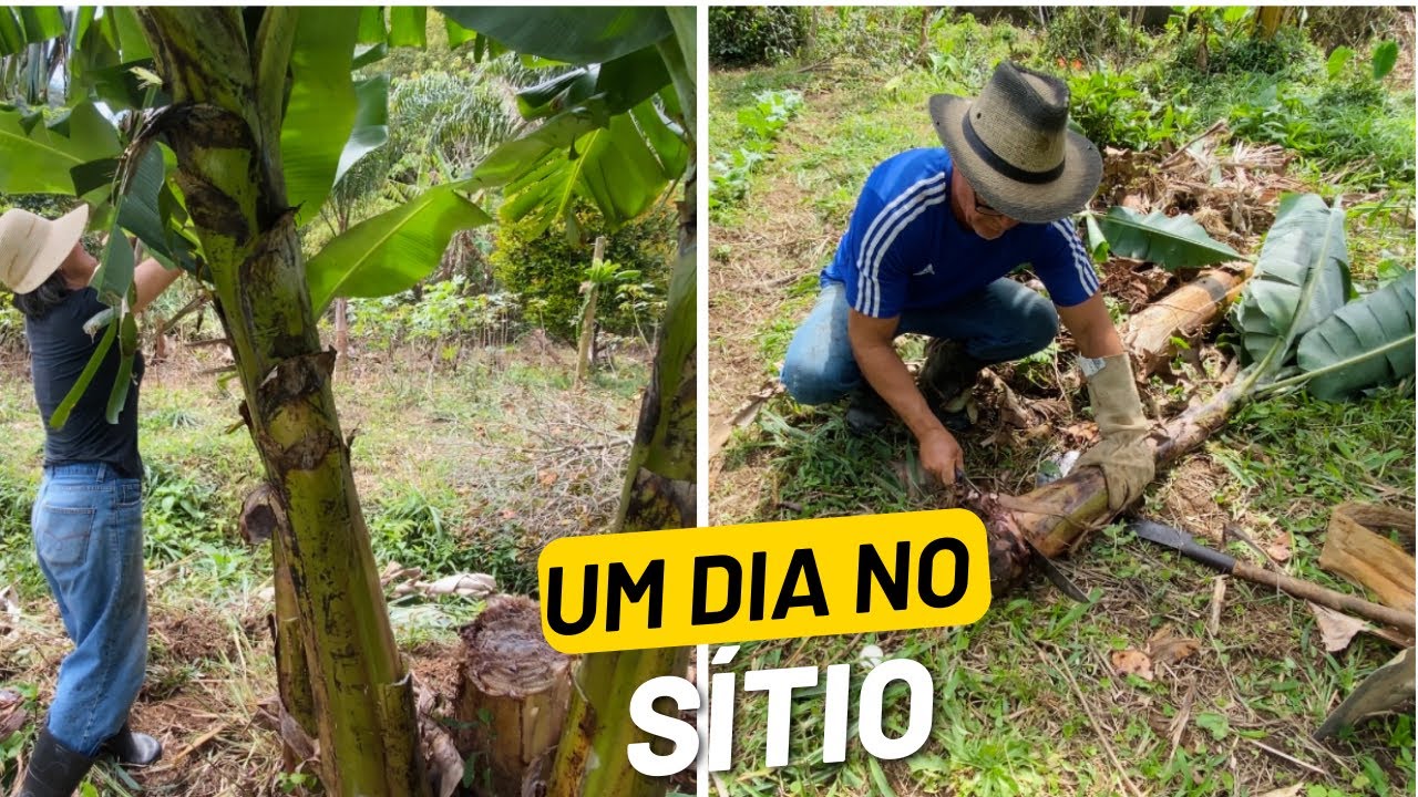 LIMPANDO E PLANTANDO BANANEIRA DE FORMA DIFERENTE🍌/MUITAS NOVIDADES NO ...