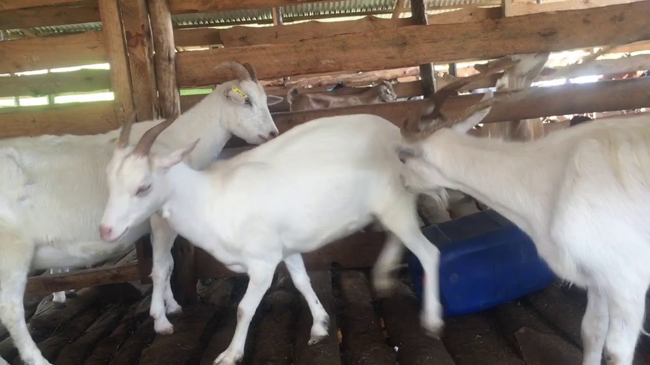 Norwegian Dairy Goats in Tanzania - YouTube