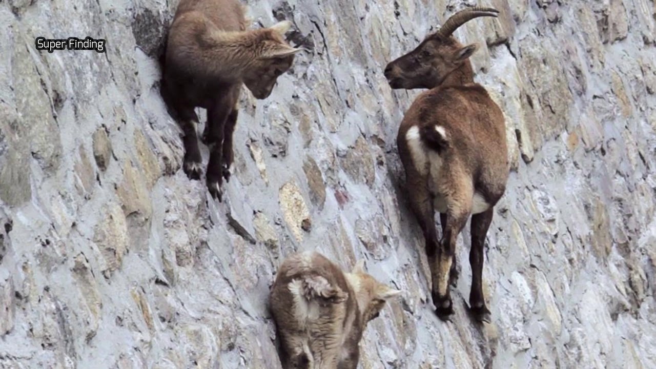 The Fearless Dam Climbing Alpine Ibex - YouTube