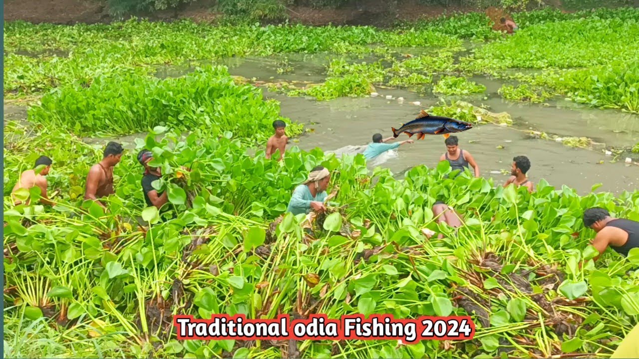 Traditional odia Fishing | Village People Catch fish in mud water | Nai ...