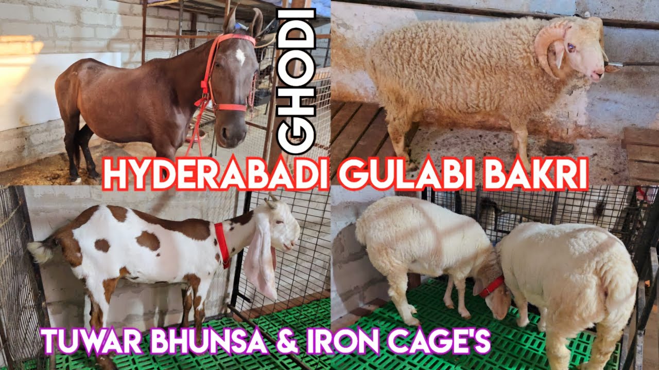 Hyderabadi gulabi bakri marwadi ghodi tuwar bhunsa & iron cage's ...
