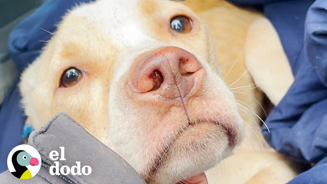 Perro flaco aprende a amar de nuevo y le crece la barriga más linda ...