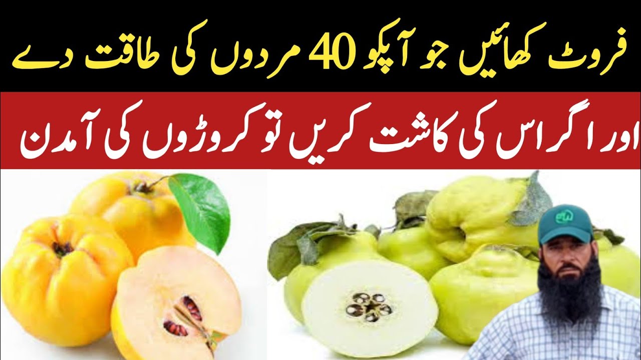 Quince fruit | Safarjal fruit ||@ATCOrganic - YouTube