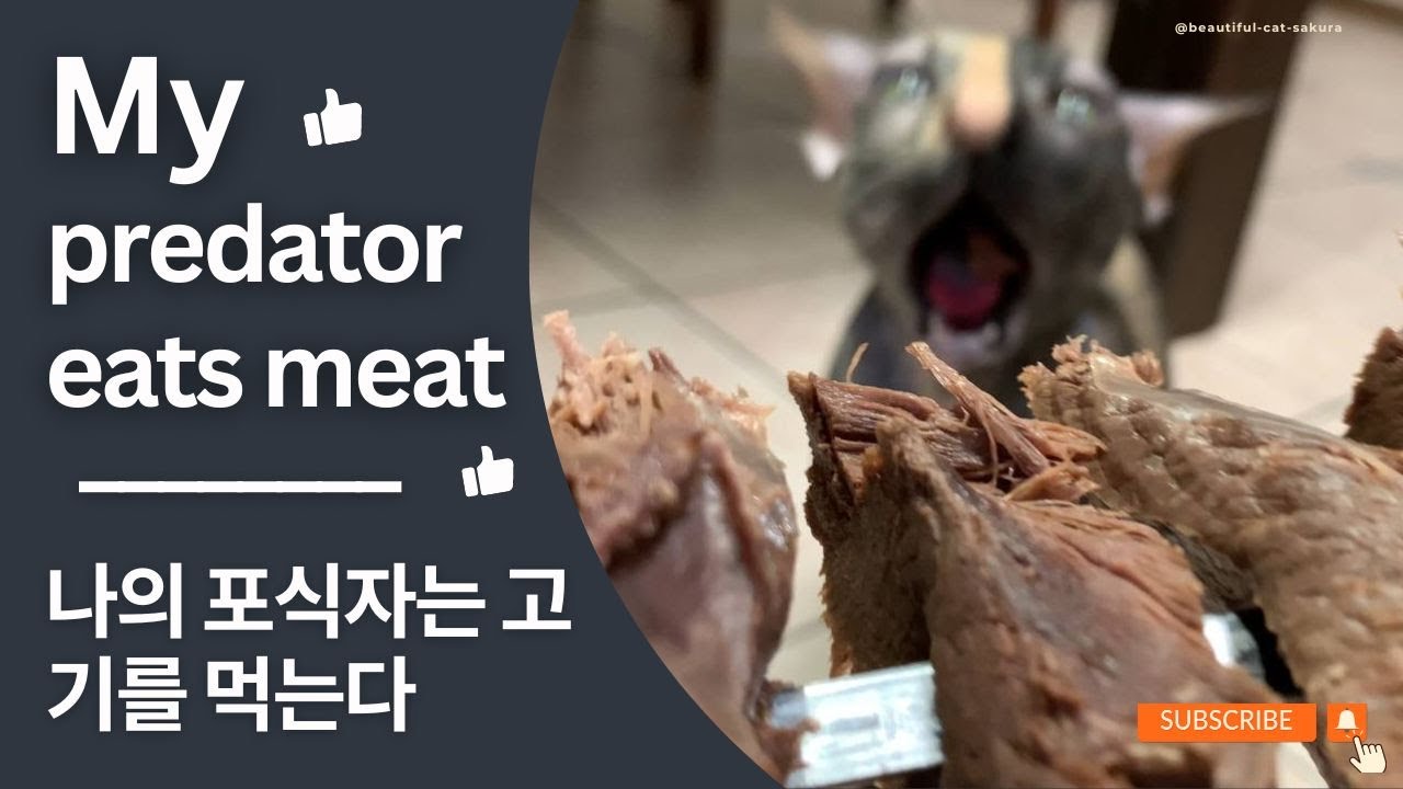 My cat is eating | My cat eats meat | Cat eating 😺 사료받아먹는고양이 - YouTube