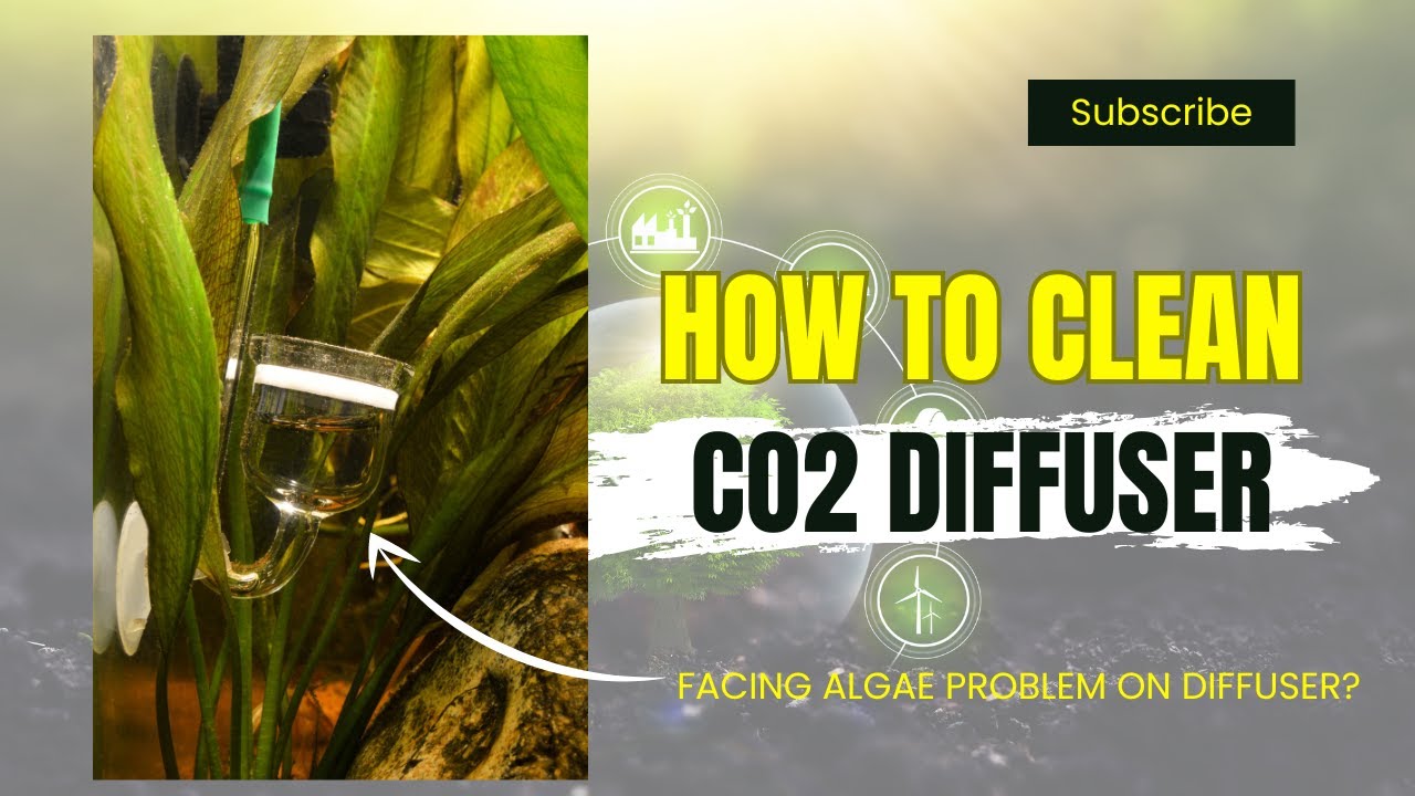 How to clean CO2 diffusers and nozzles #plantedaquarium #protips # ...
