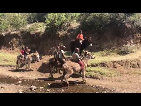 Lesotho Donkeys - YouTube