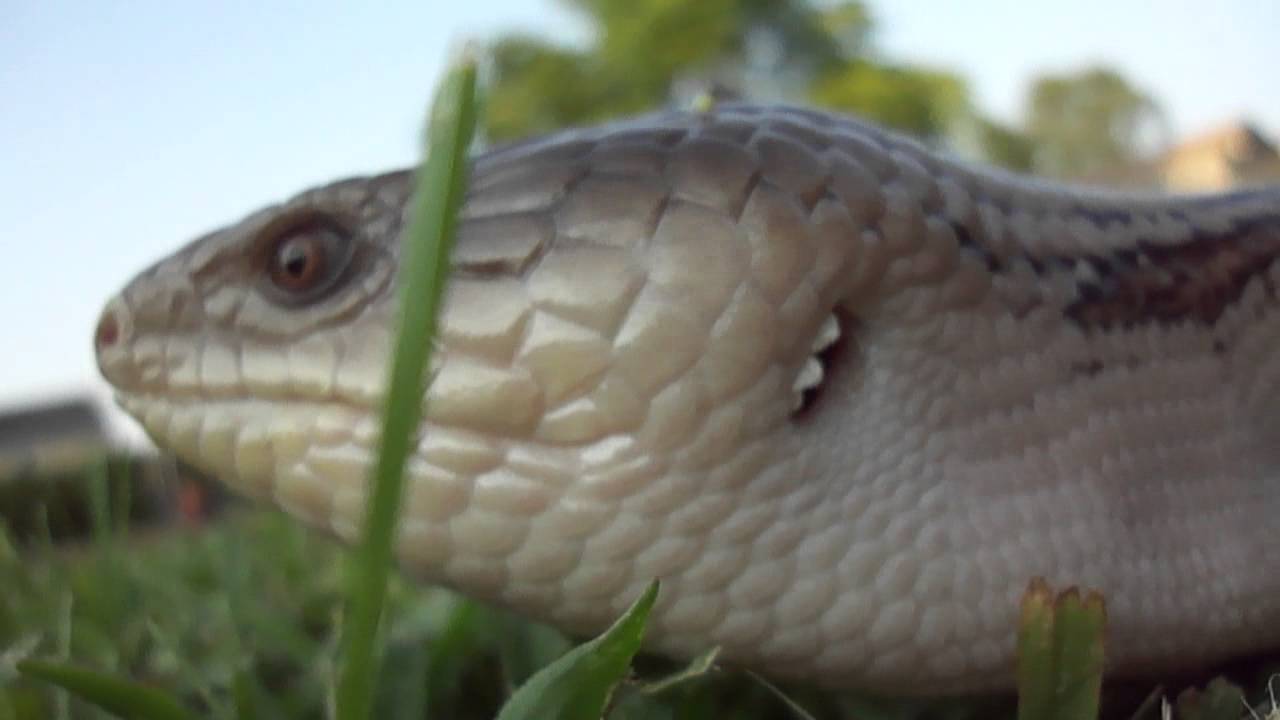 EYE HYE AS THE SKYE - YouTube