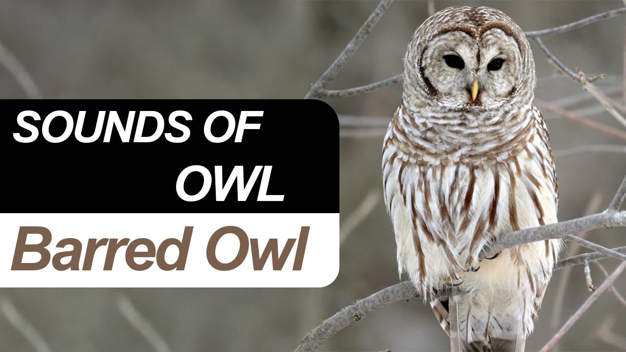 BARRED OWL AMAZING VOCALS | Owl Sounds | Owl hoot | Barred Owl call ...