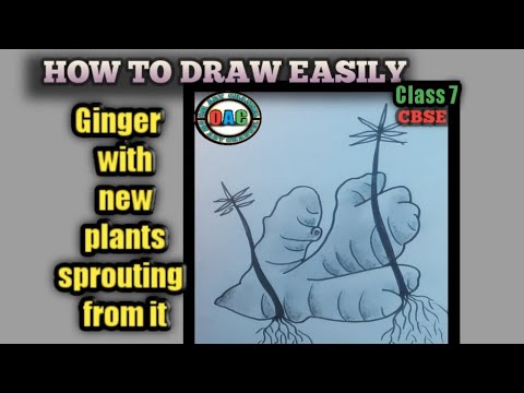 Ginger with new plants sprouting from it diagram | ginger | ginger ...