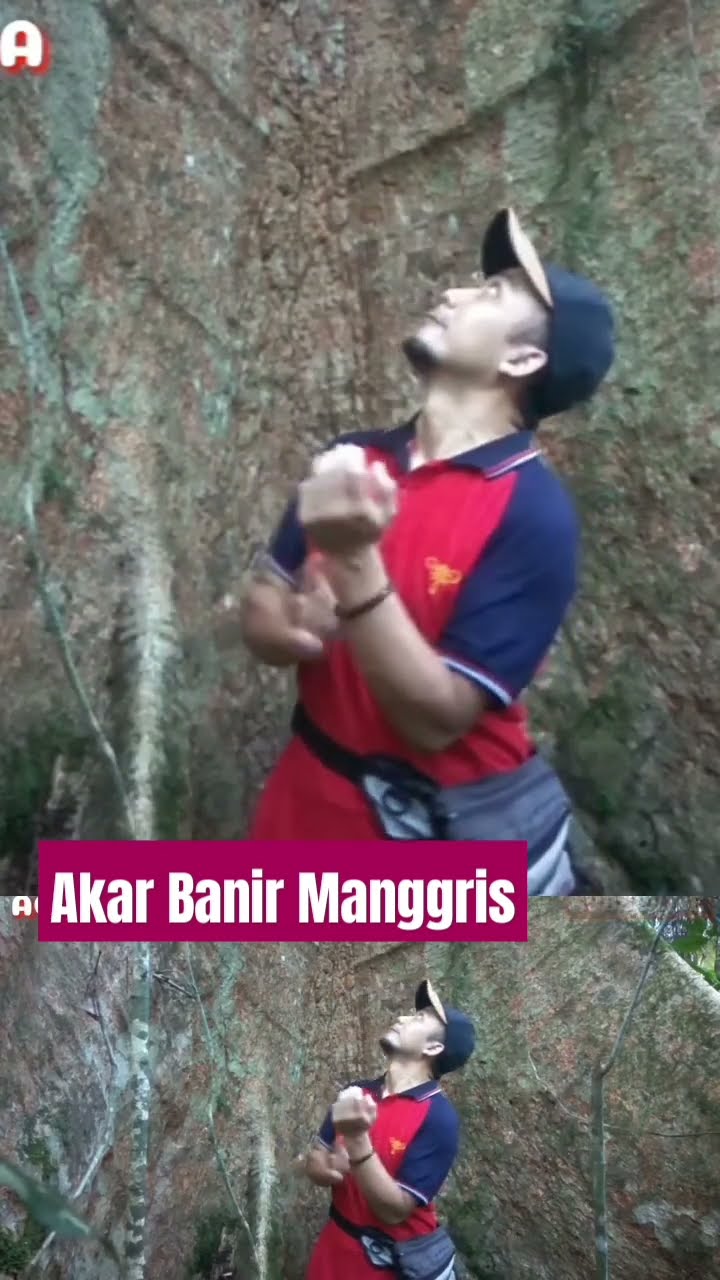 AKAR BANIR MANGGRIS - YouTube