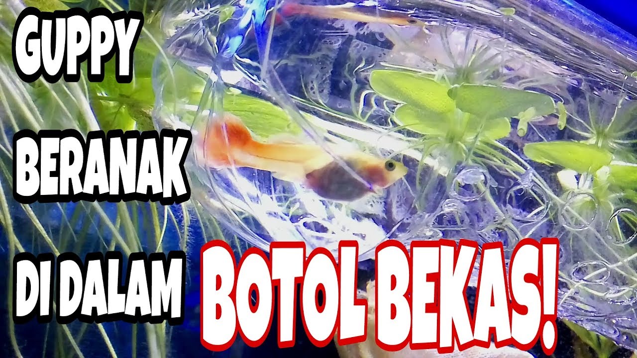 cara membuat DIY Breeding Box GRATIS !! 100% berhasil ternak ikan guppy ...