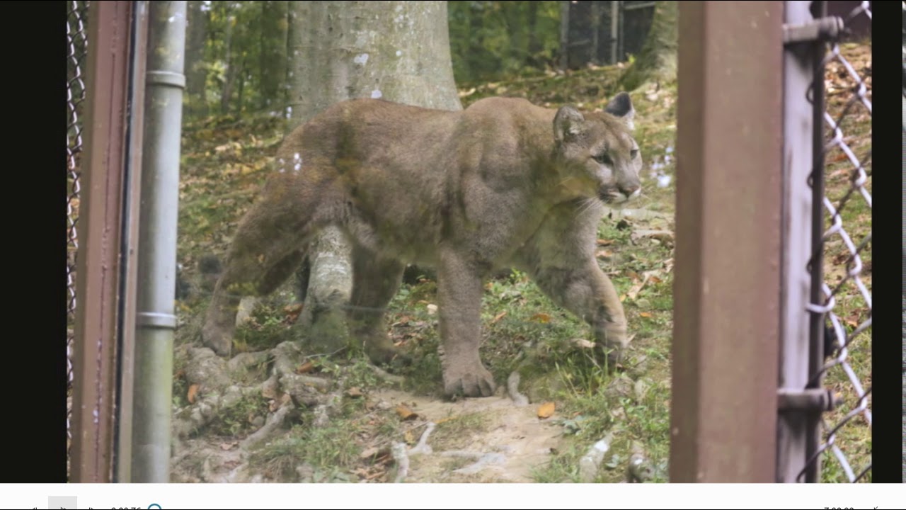 West Virginia Wildlife Center - YouTube