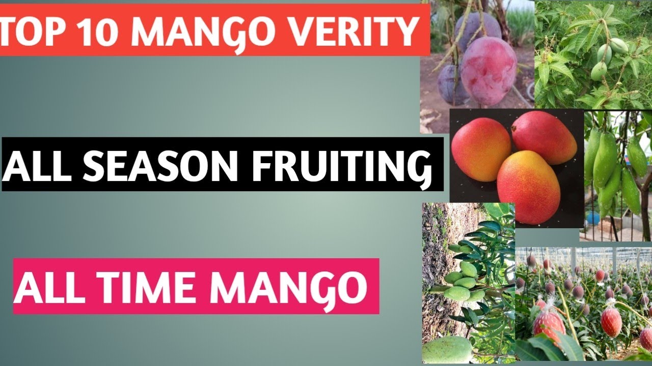आम का 10 ऐसा किस्म जो साल भर फल देता है | Top 10 all time mango - YouTube