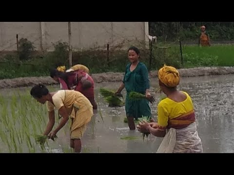 Rice Planting In Bodo Village. India Bodoland. - YouTube