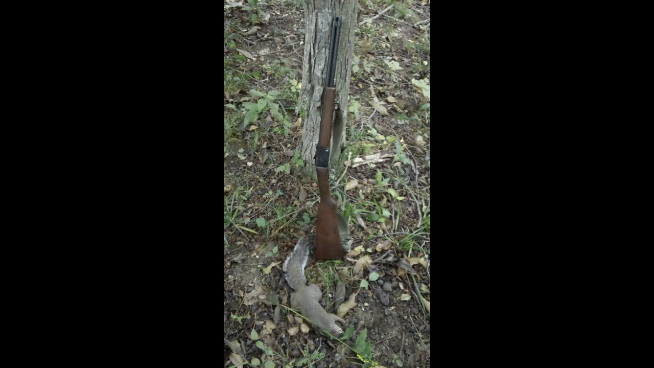 The Ky Woodsman- Finally a Successful Squirrel hunt on Video! - YouTube