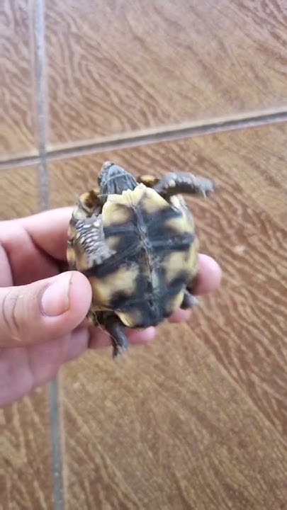 ganhei um filhote de jabuti da vizinha🐢 #jabuti #jabutifilhote #filhotedejabuti # ...