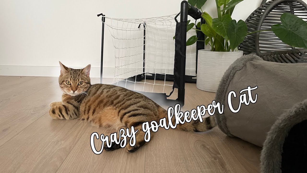 Goalkeeper Cat Training! - YouTube