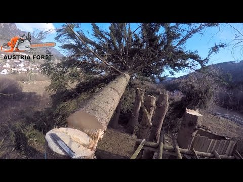 Lumbering of a big Spruce Tree Climbing and Removing - YouTube