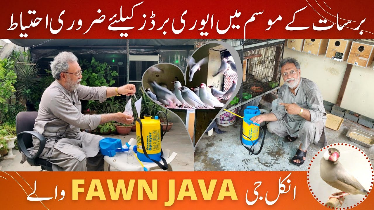 SAVE YOUR BIRDS AVIARY IN RAINY DAYS | FAWN JAVA | SILVER JAVA | WHITE JAVA | BREEDING SETUP ...