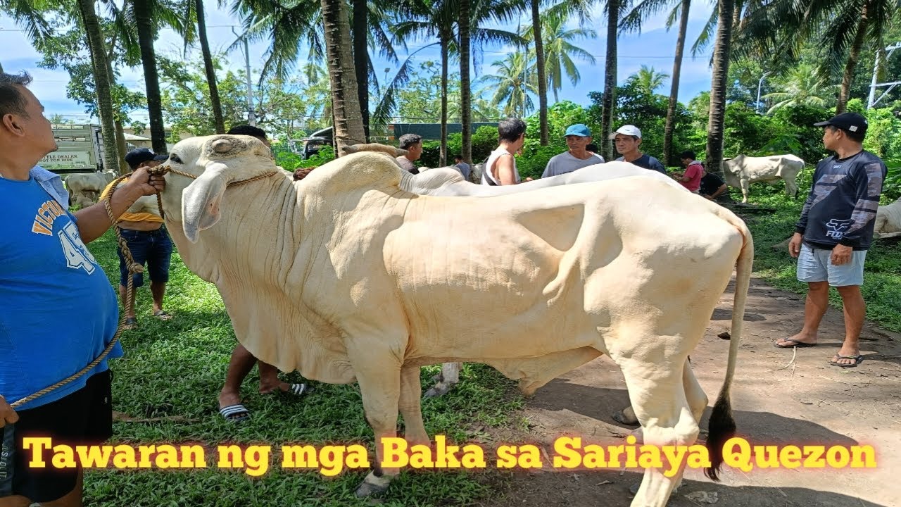 Dagsa ang mga Baka sa Lutucan Sariaya Quezon - YouTube
