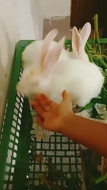 So cute rabbits.🐇🐇#shorts #viral #bunny #cute #rabbits - YouTube