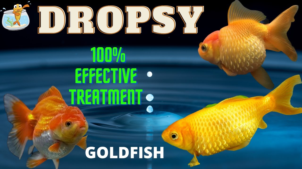 Dropsy in Goldfish |How to treat dropsy in goldfish?|Fish Dropsy ...