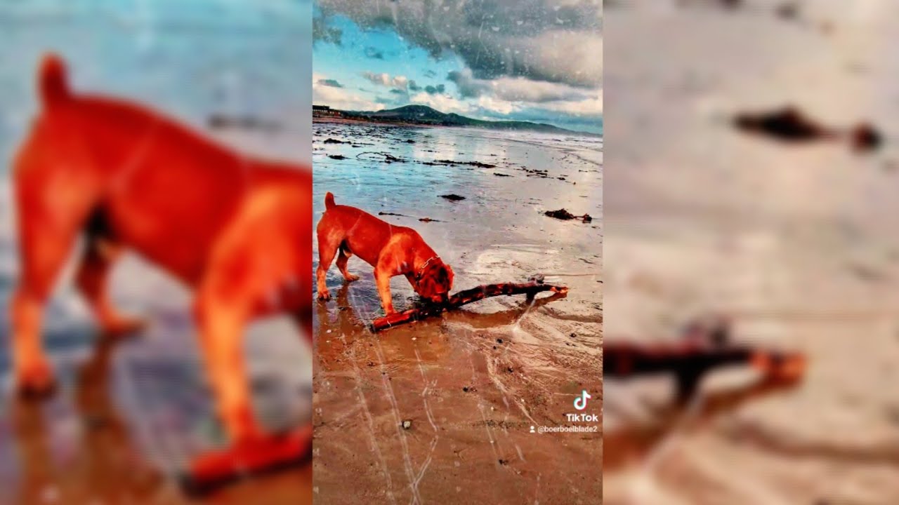 boerboel blade & aria 472 - YouTube