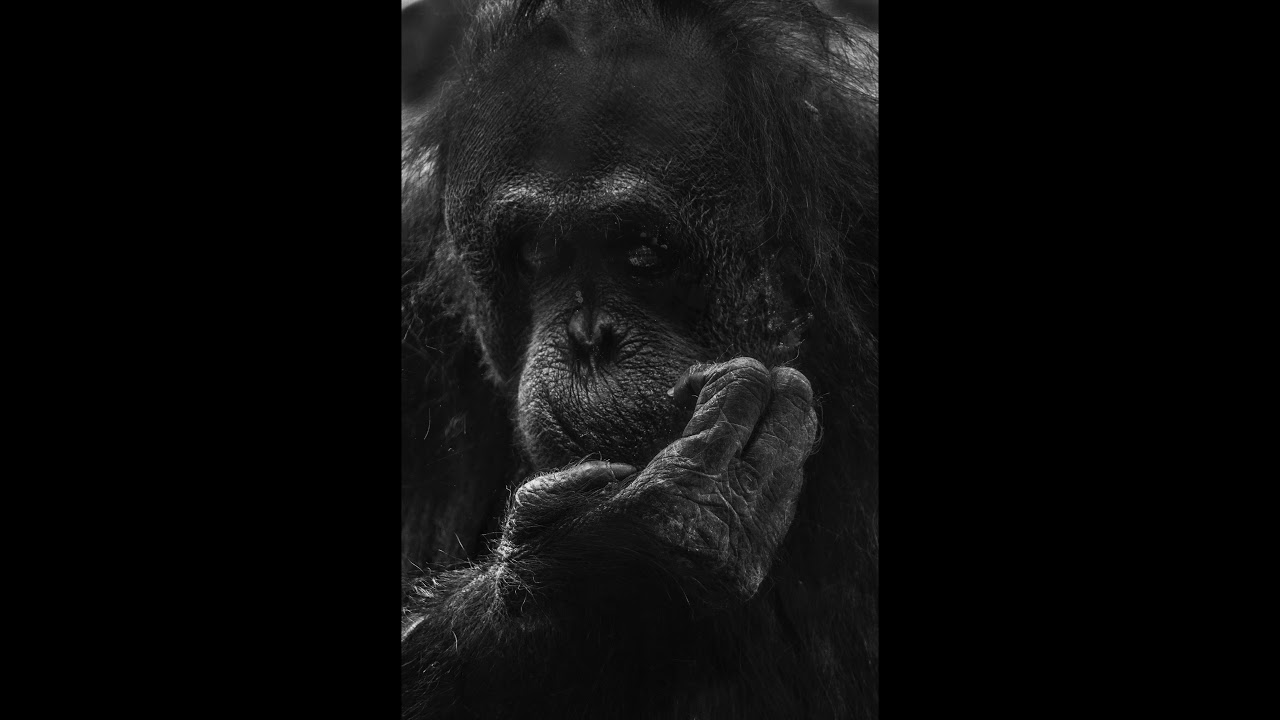 4K Nature Photography Montage featuring Adiemus - YouTube