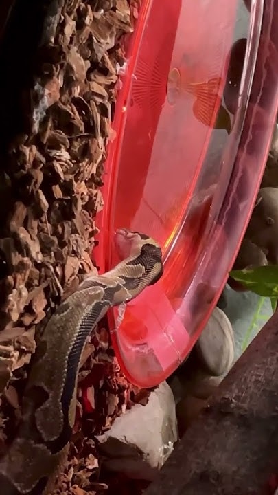 Ball Python Drinking Water #sneaky #ninja #ballpython #pinkpanther # ...