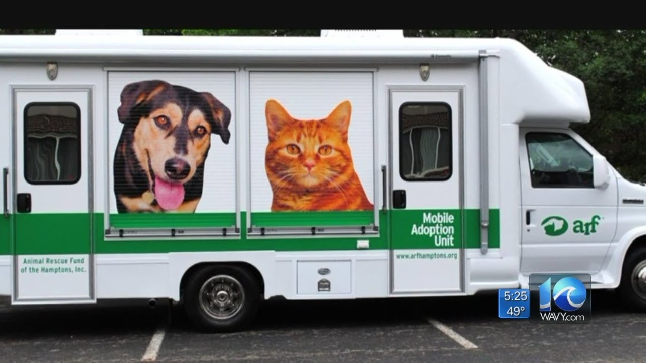Norfolk animal shelter awarded grant to buy adoption van - YouTube