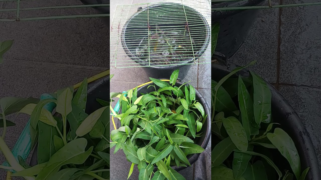 Panen lele hasil budidaya rumahan(1) - YouTube