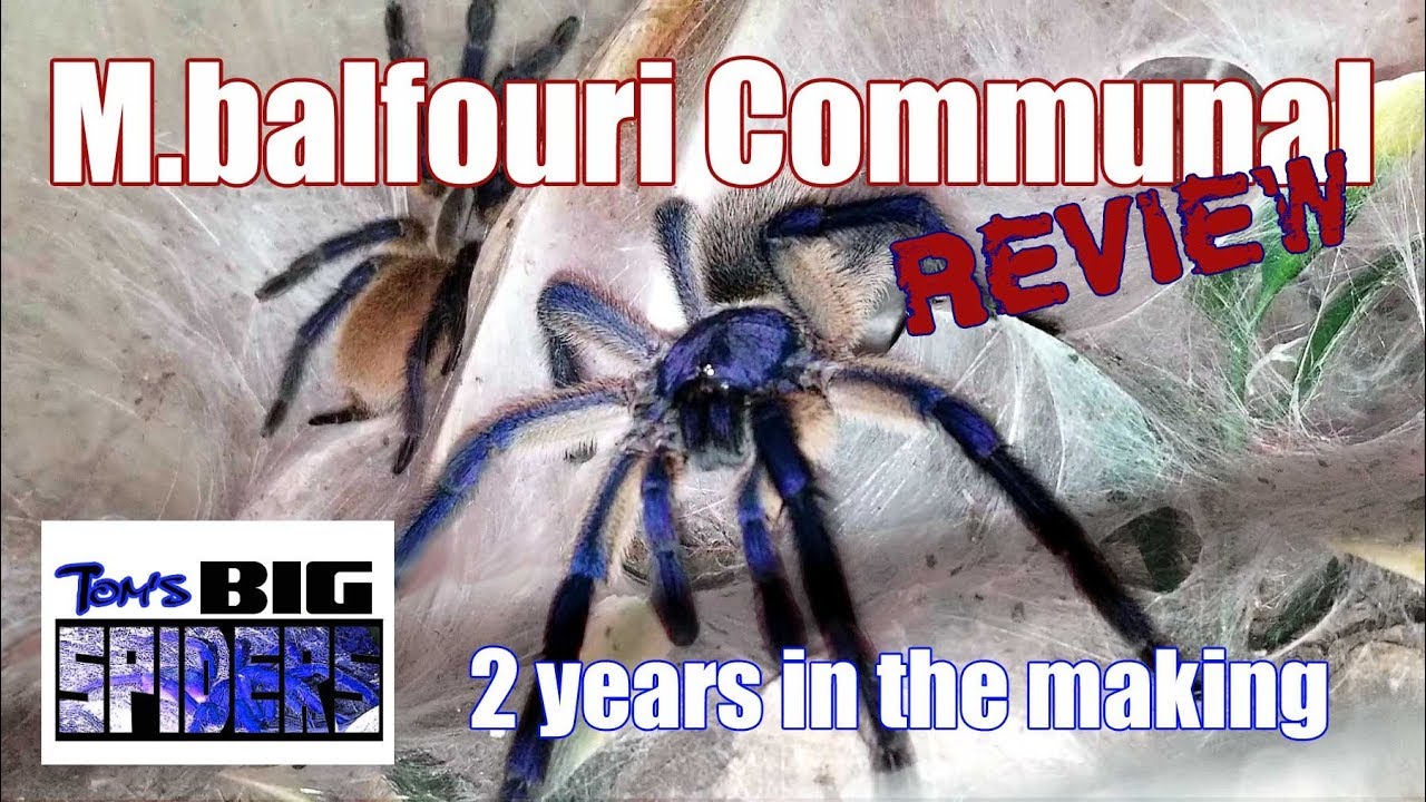 M. balfouri Communal Review and FAQ - YouTube